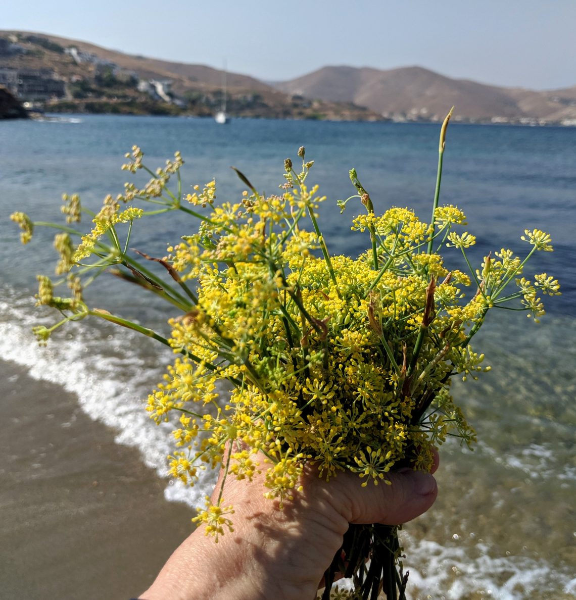 Wild Fennel: Greece's Mythic Ingredient - Aglaia's Table οn Kea Cyclades