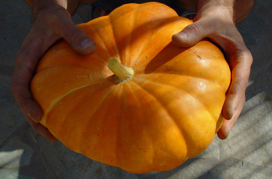The Greek way with Pumpkins - Aglaia's Table οn Kea Cyclades